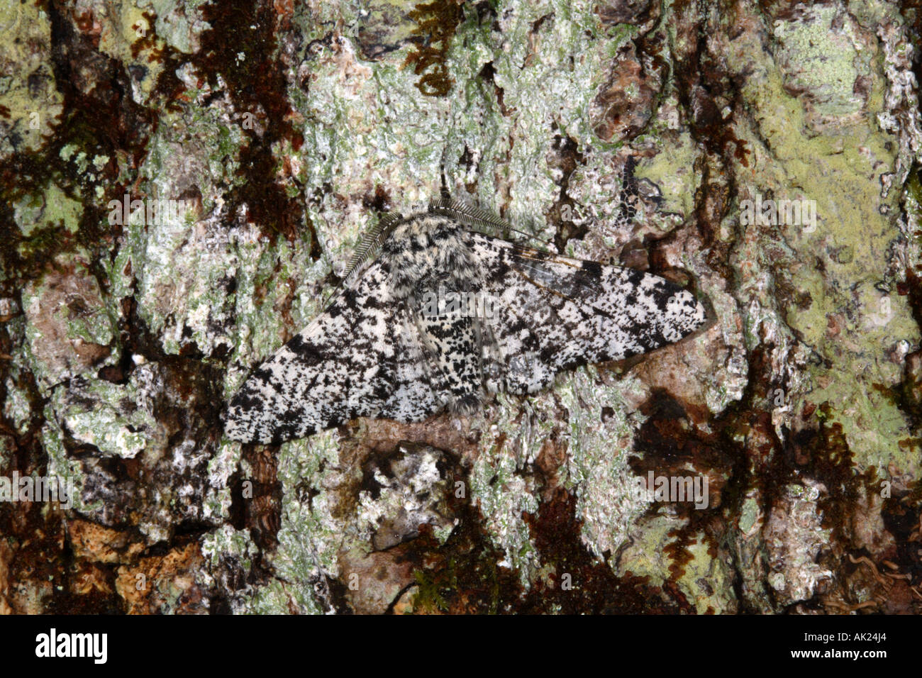 peppered moth Biston betularia on wood cornwall Stock Photo - Alamy