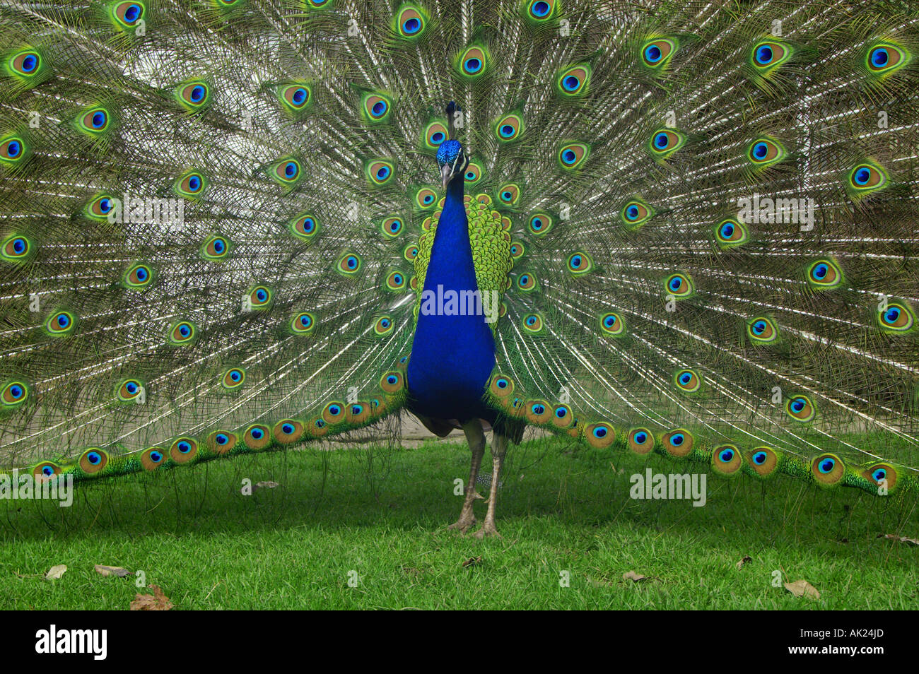 male peacock displaying at pencarrow garden cornwall Stock Photo - Alamy