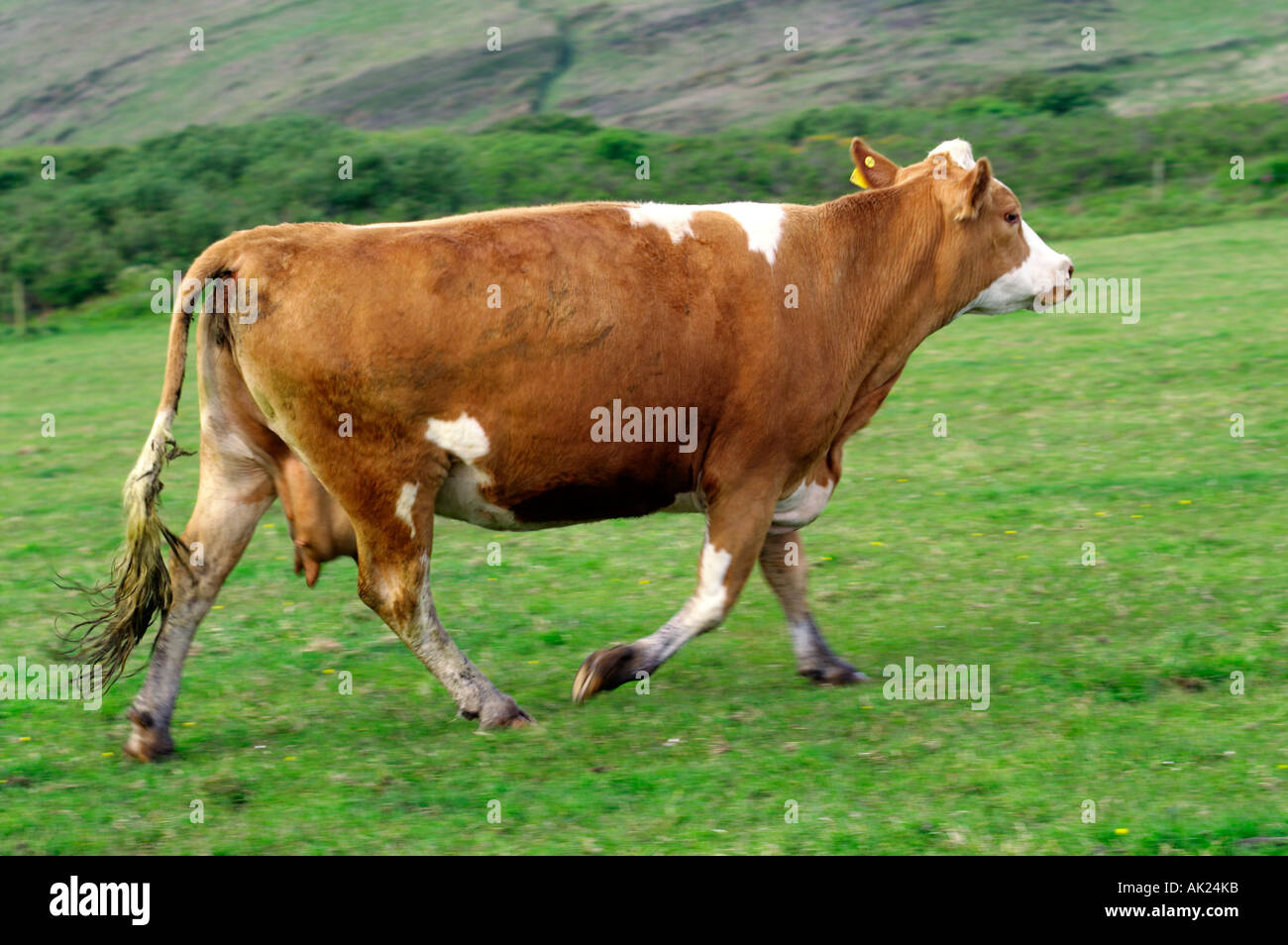 Cow running uk hi-res stock photography and images - Alamy
