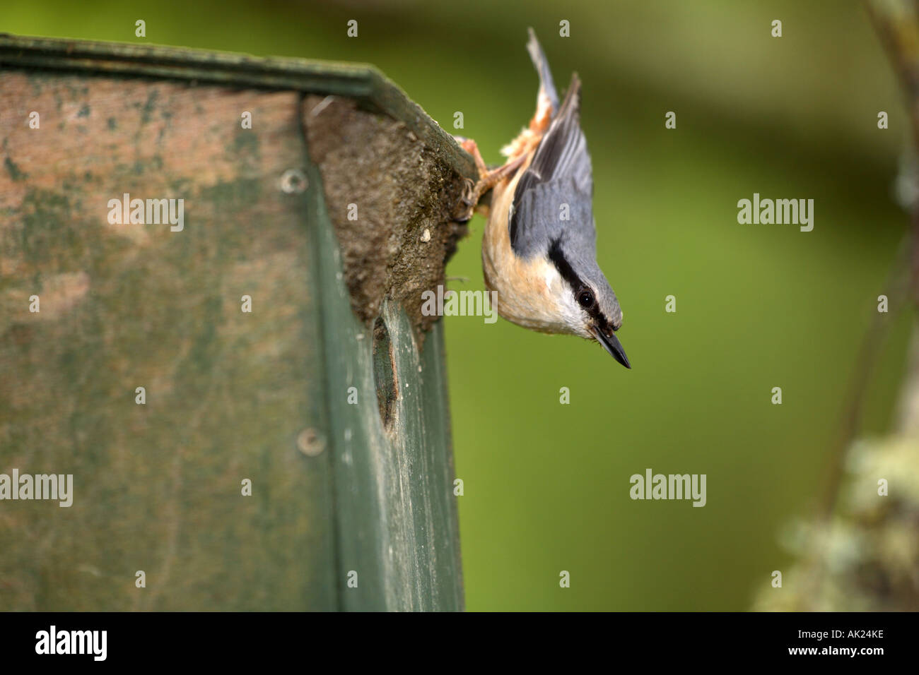 nuthatch Sitta europaea at nest box wales Stock Photo - Alamy