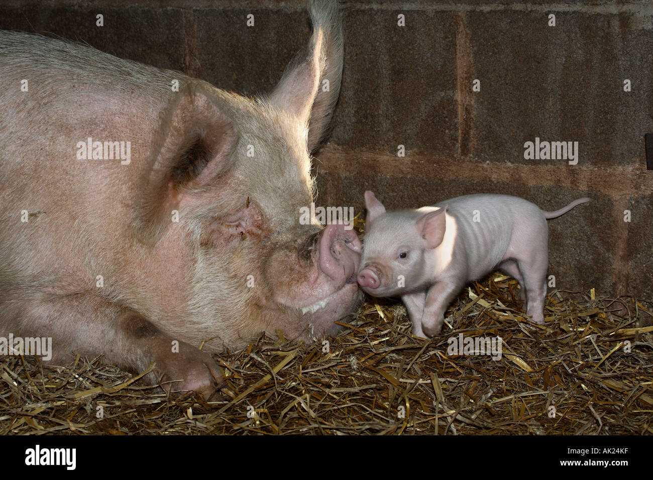 Middle white piglet hi-res stock photography and images - Alamy