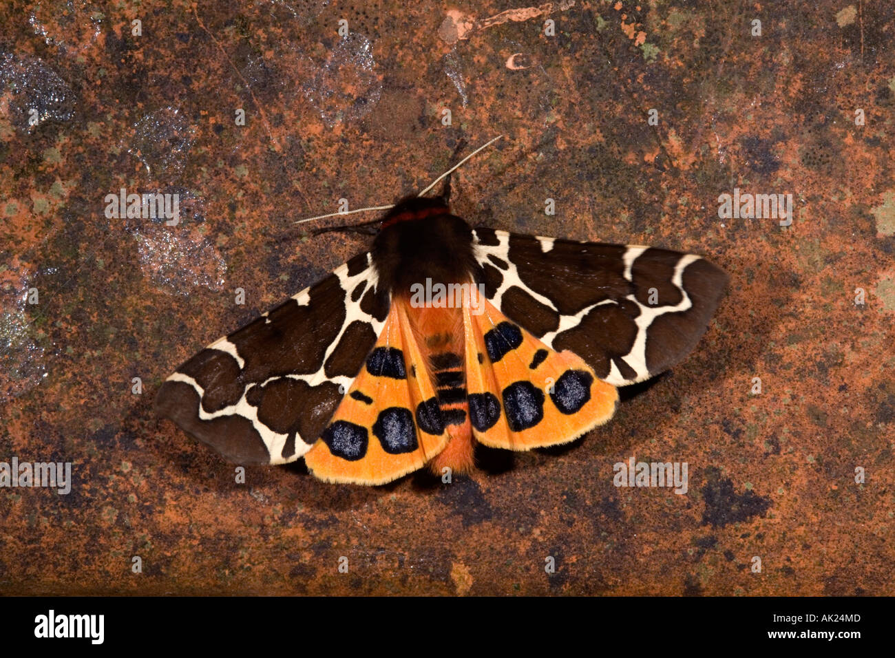 garden tiger moth Arctia caja summer cornwall Stock Photo - Alamy