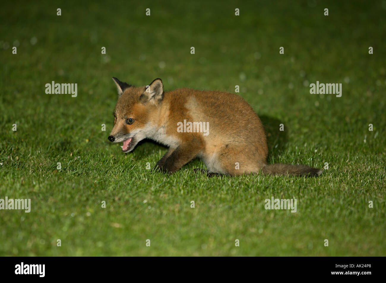 fox cub vulpes vulpes evening cornwall Stock Photo - Alamy