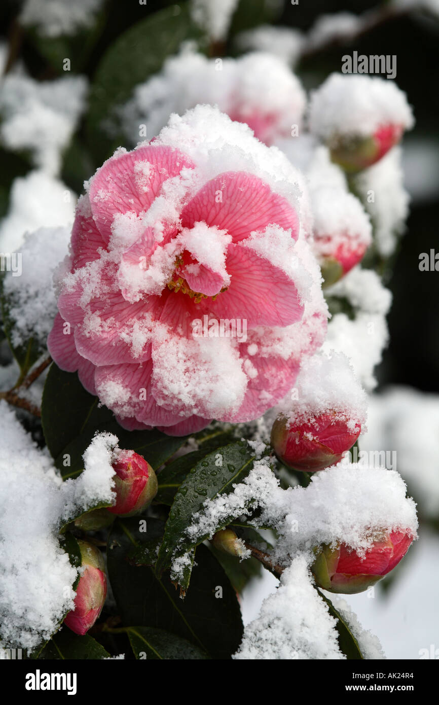 camellia in snow trevarno garden cornwall winter Stock Photo - Alamy