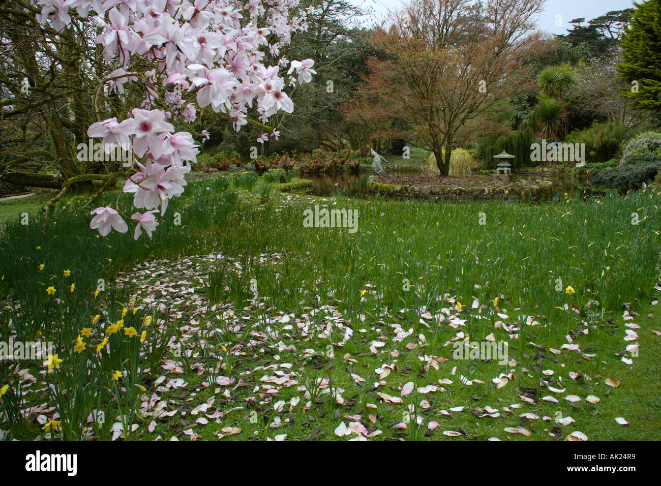 Trewidden garden cornwall spring Stock Photo - Alamy