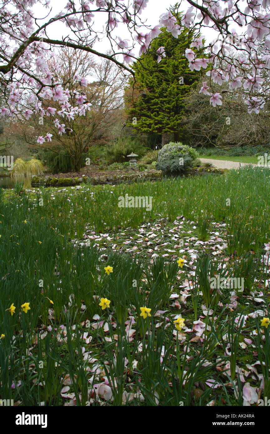 Trewidden garden cornwall spring Stock Photo - Alamy