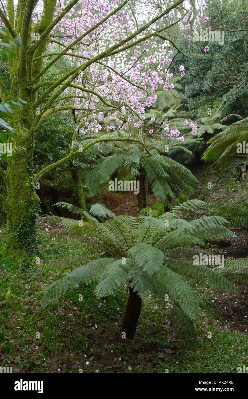 tree ferns at Trewidden garden cornwall spring Stock Photo - Alamy