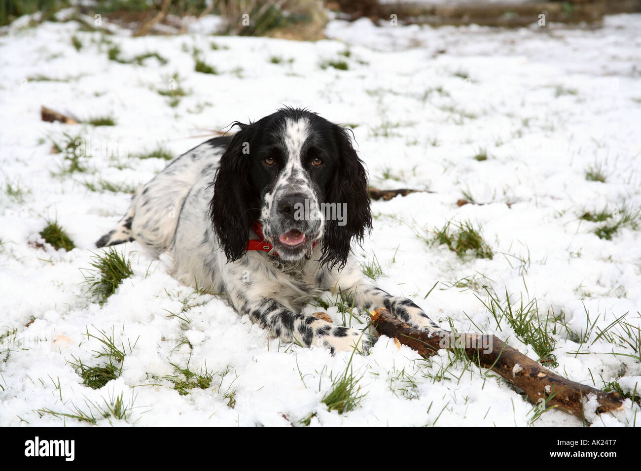 English springer spaniel playing in snow winter Stock Photo - Alamy