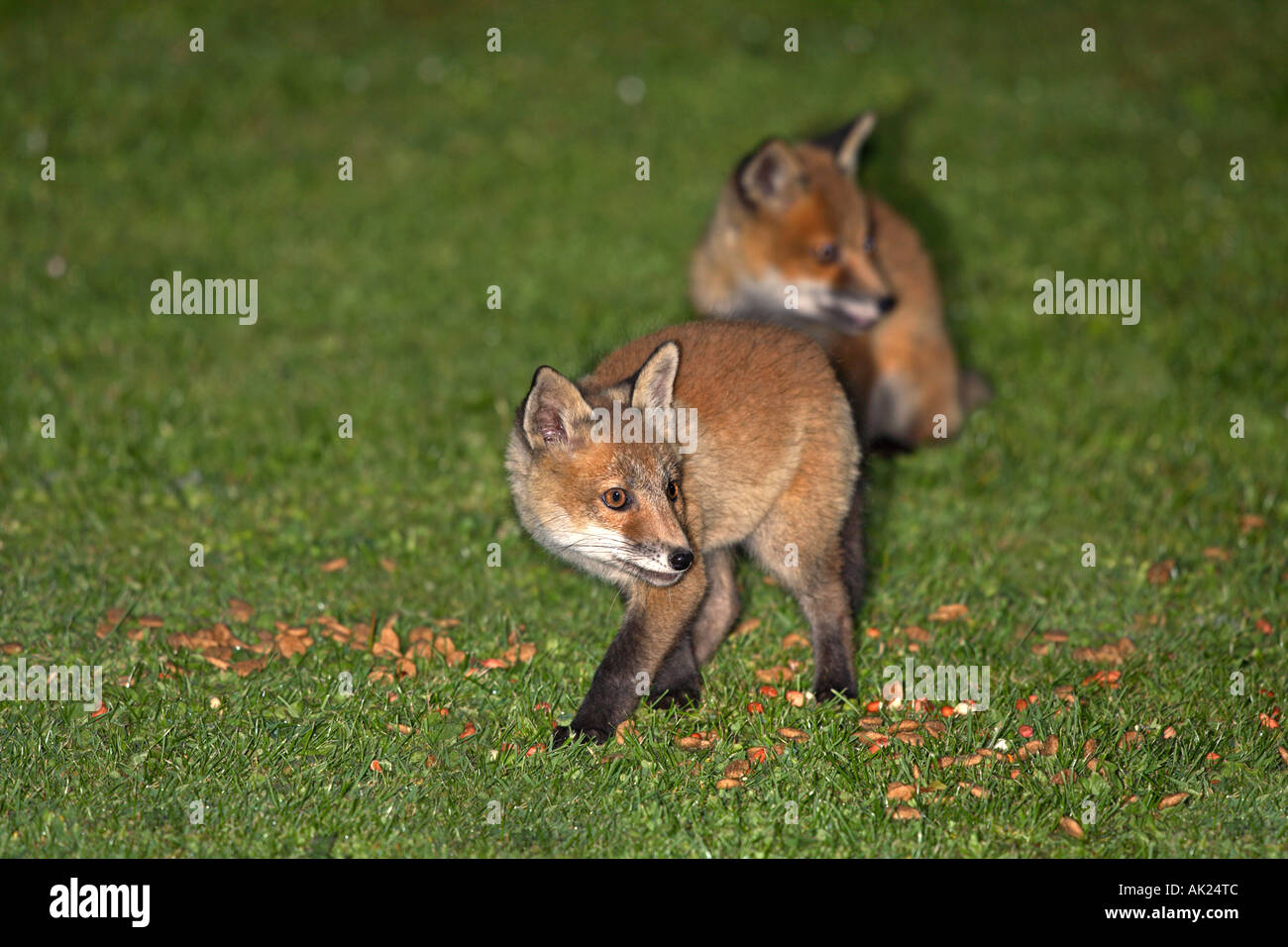 fox cubs Vulpes vulpes at feeding area in garden cornwall Stock Photo ...