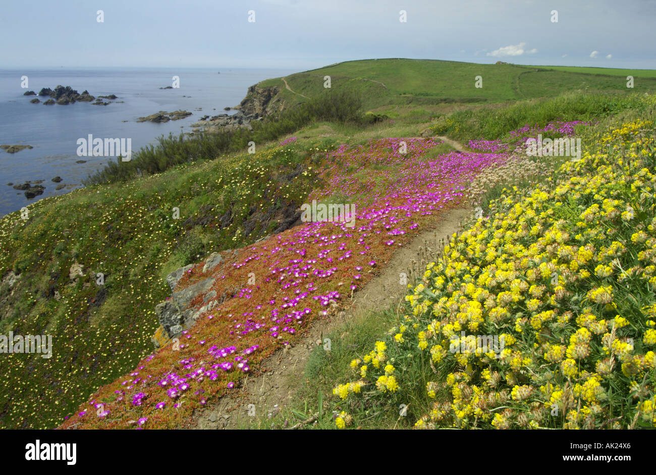 kidney vetch and hottentot fig on the cliffs at the Lizard cornwall ...