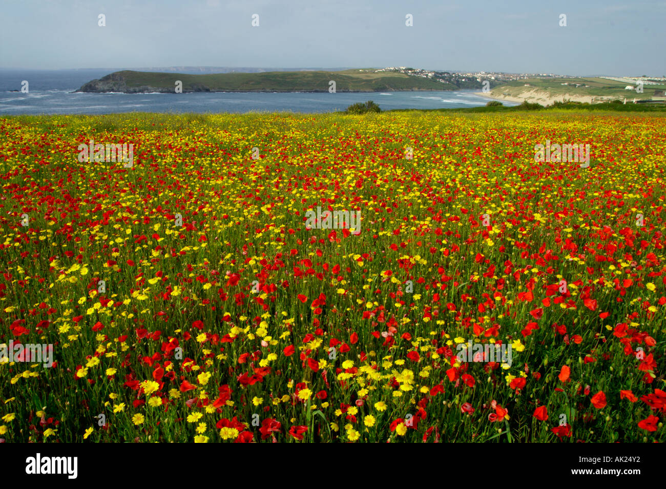 field of arable weeds poppies and corn marigolds at West Pentire ...