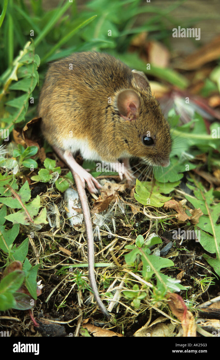 wood mouse Apodemus sylvaticus Cornwall Stock Photo - Alamy