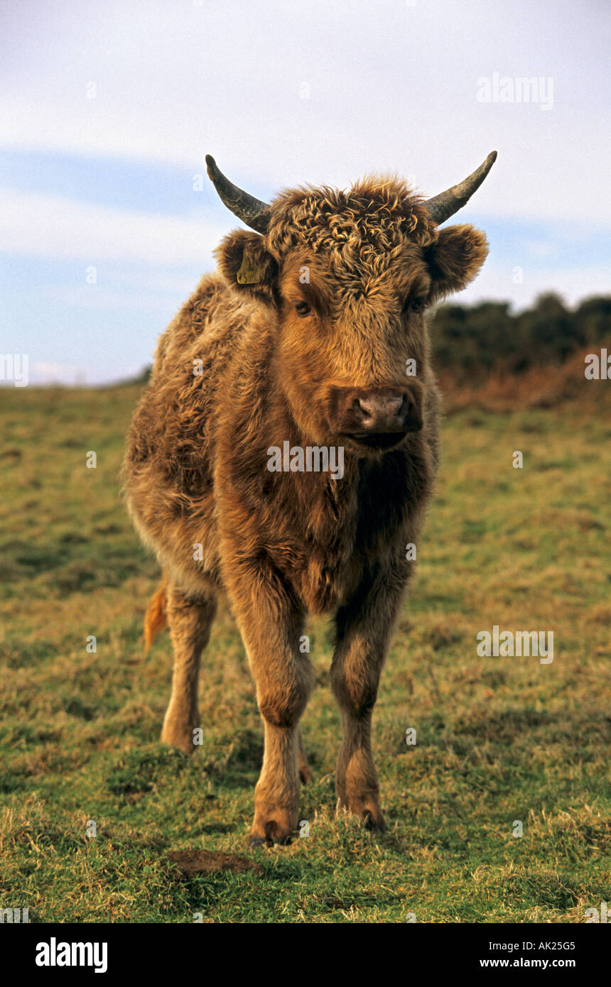 Dexter cow hi-res stock photography and images - Alamy