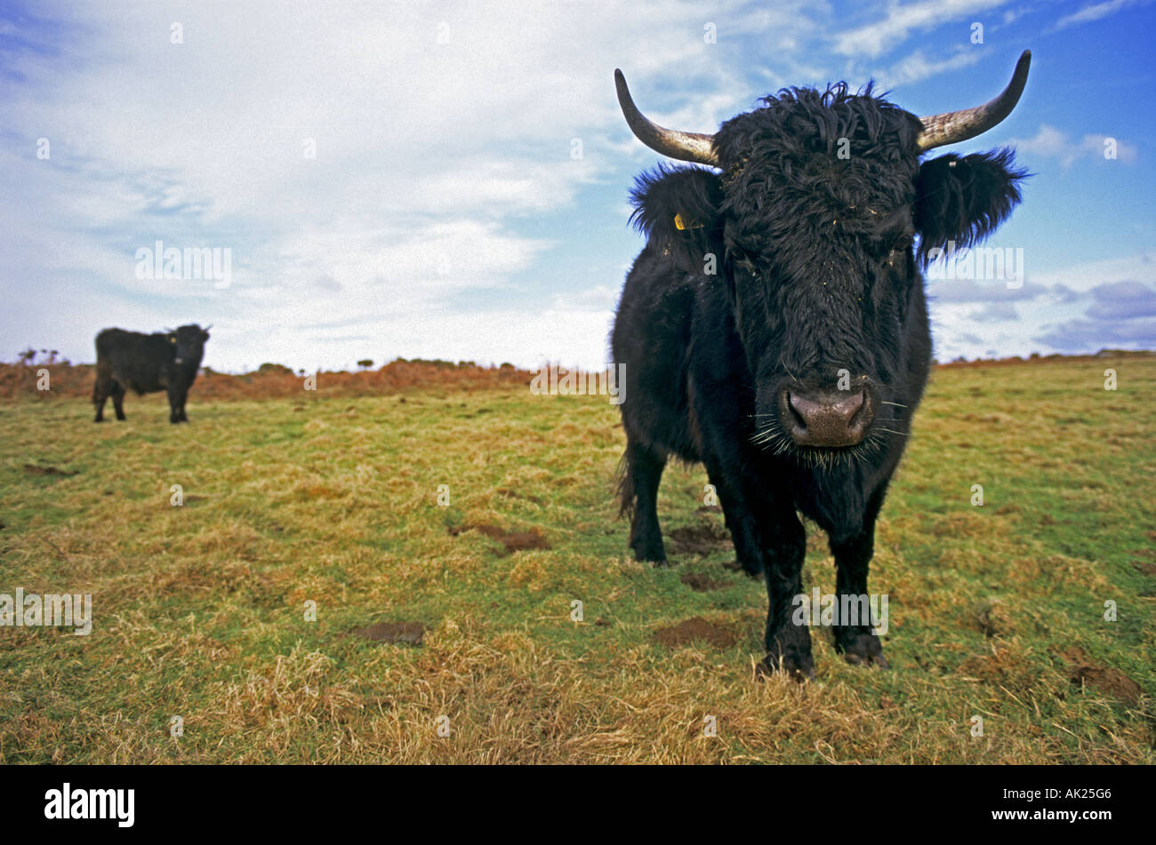 Dexter cow hi-res stock photography and images - Alamy