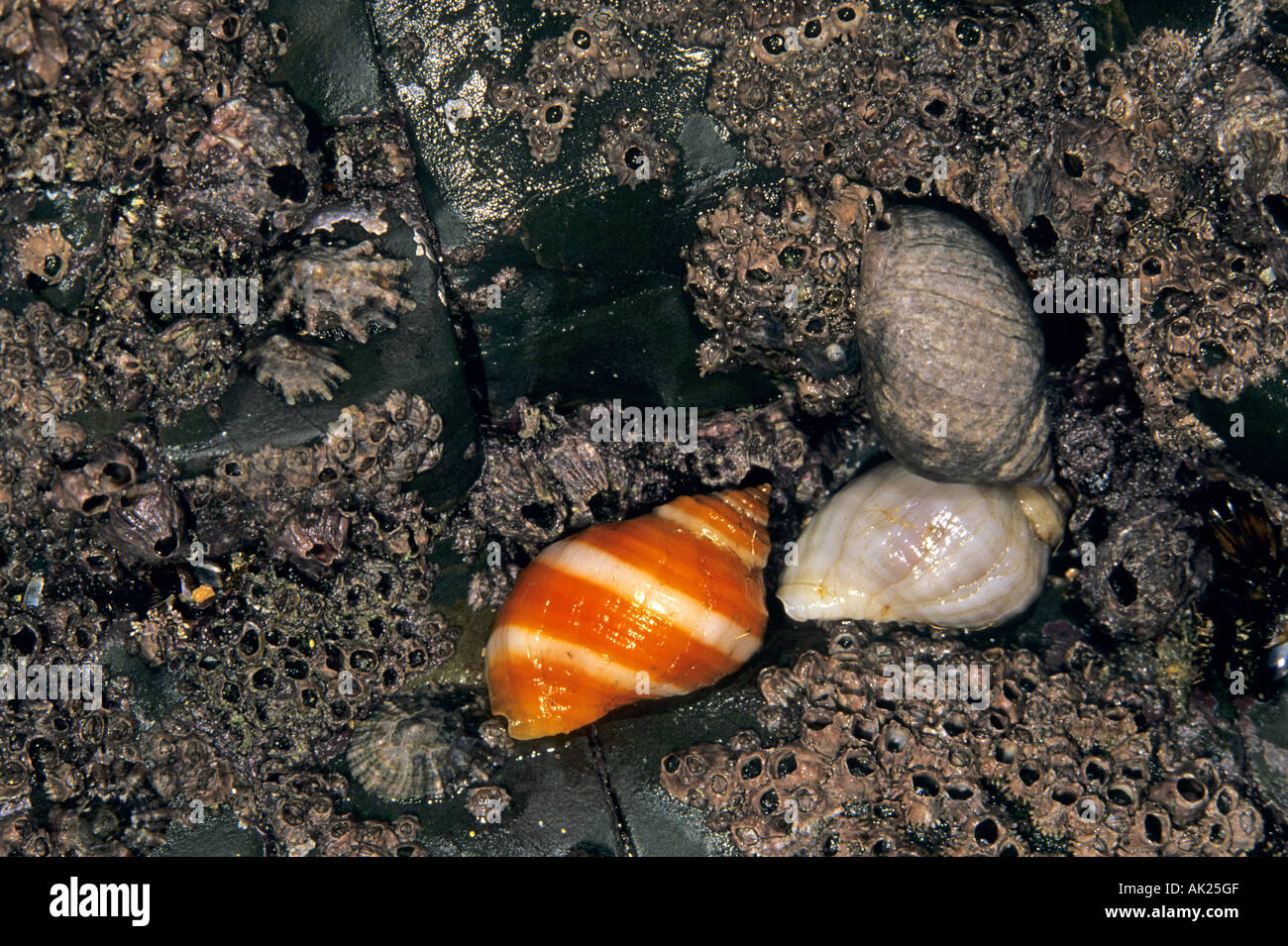 dog whelks Nucella lapillus in a rock pool Stock Photo - Alamy