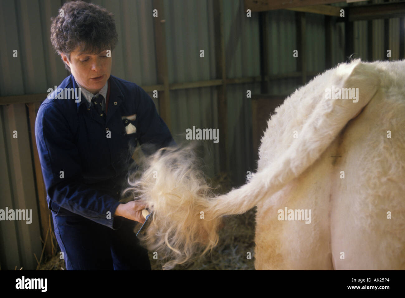 Prize cow hi-res stock photography and images - Alamy