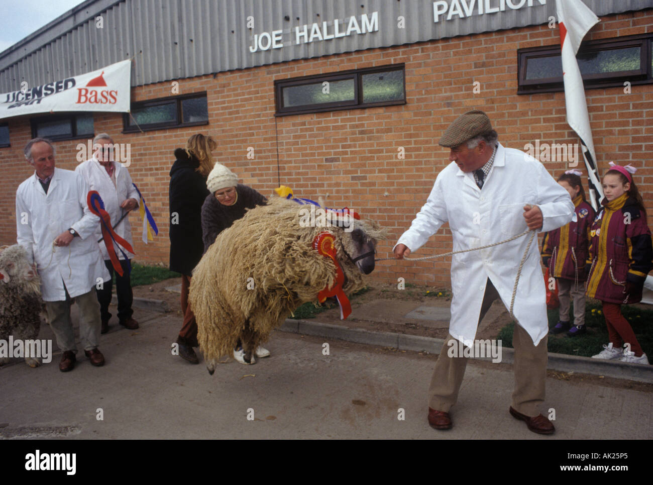 Sheep Jumping UK. County show the winning sheep jumps for joy. Newark ...