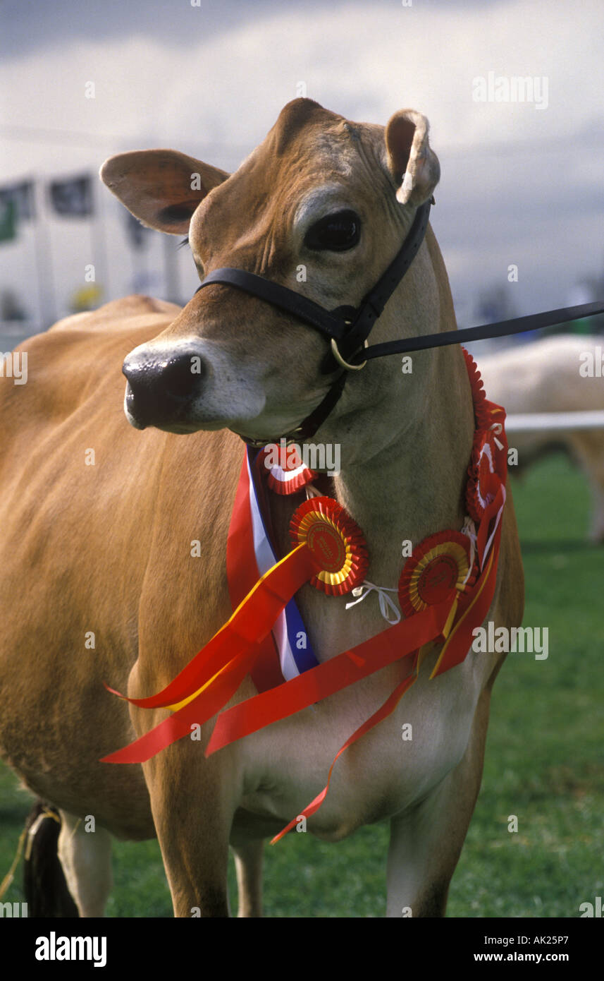 Prize Cow Stock Photos & Prize Cow Stock Images - Alamy