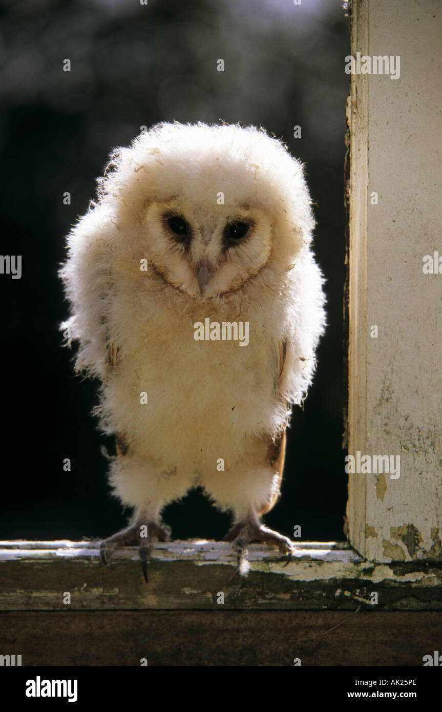 barn owl tyto alba young in barn window cornwall Stock Photo - Alamy