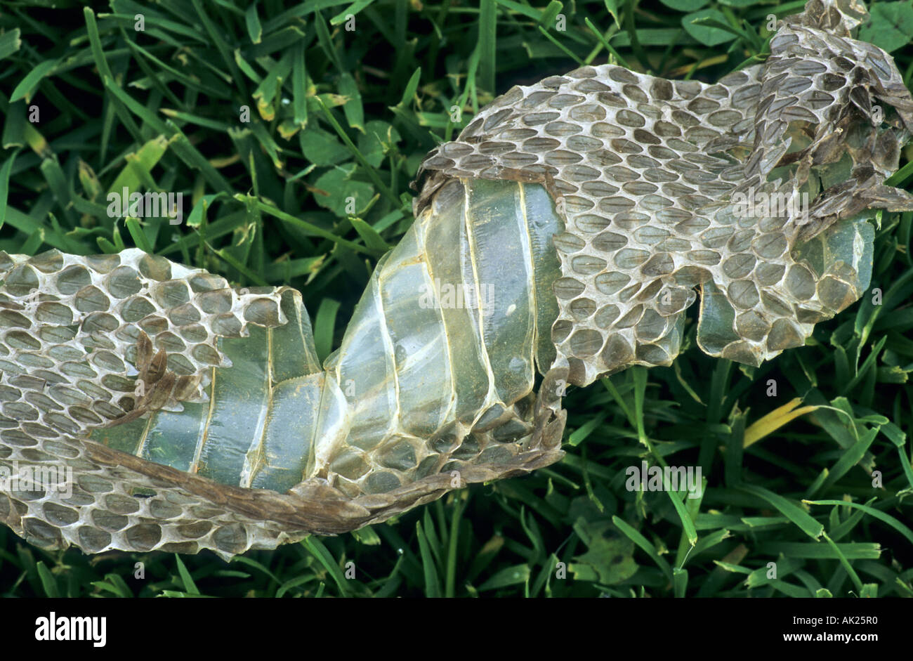 Cornwall adder hi-res stock photography and images - Alamy