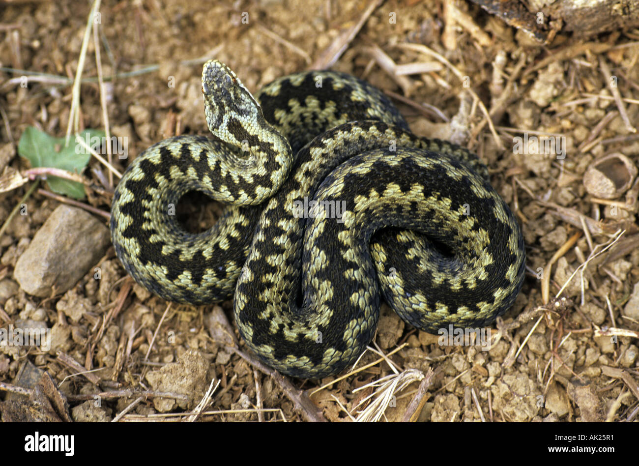 Adder Vipera berus male showing markings cornwall Stock Photo - Alamy