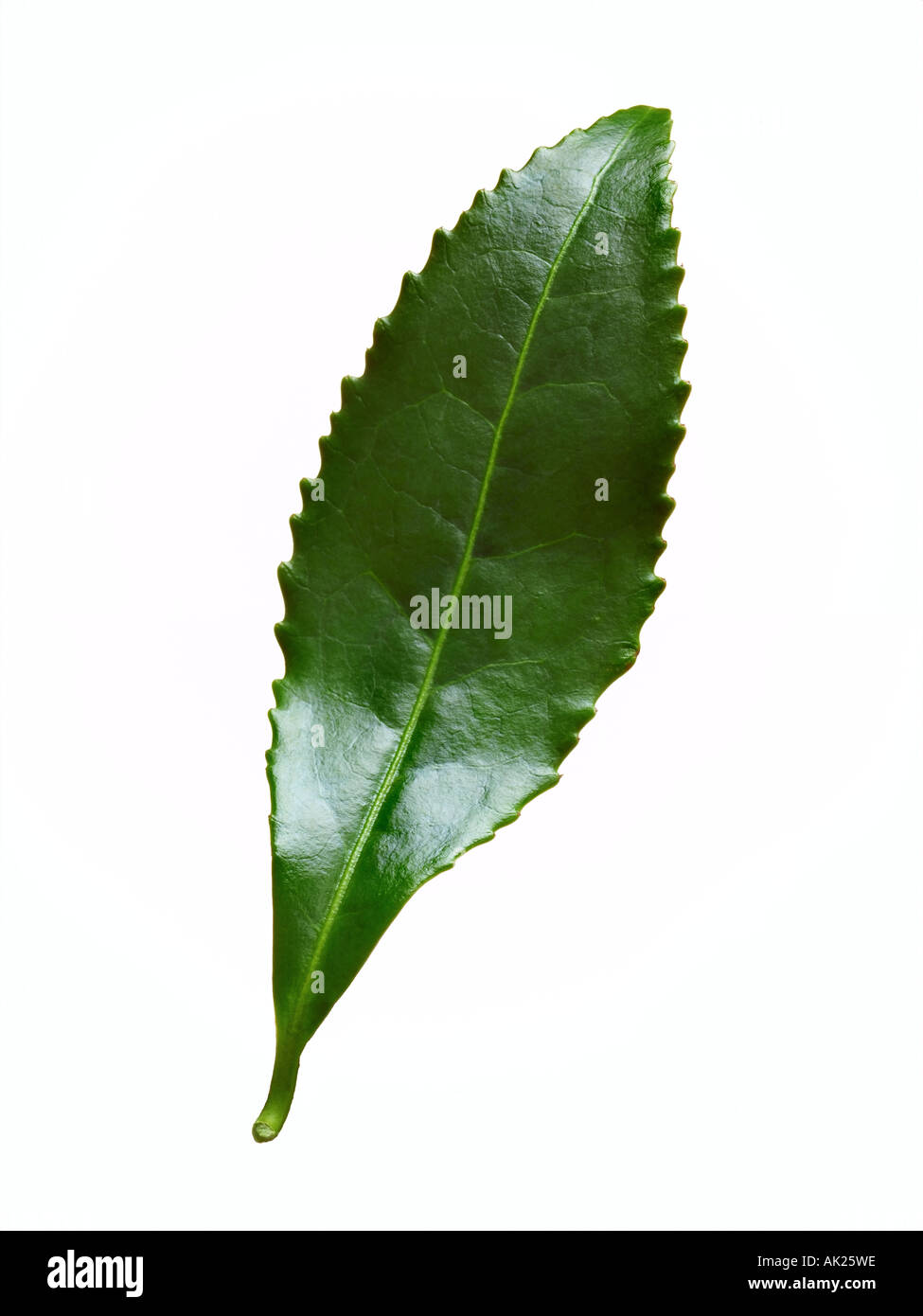 Tea leaf hi-res stock photography and images - Alamy