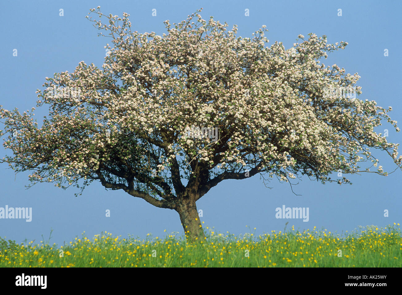 apple tree on meadow Stock Photo - Alamy