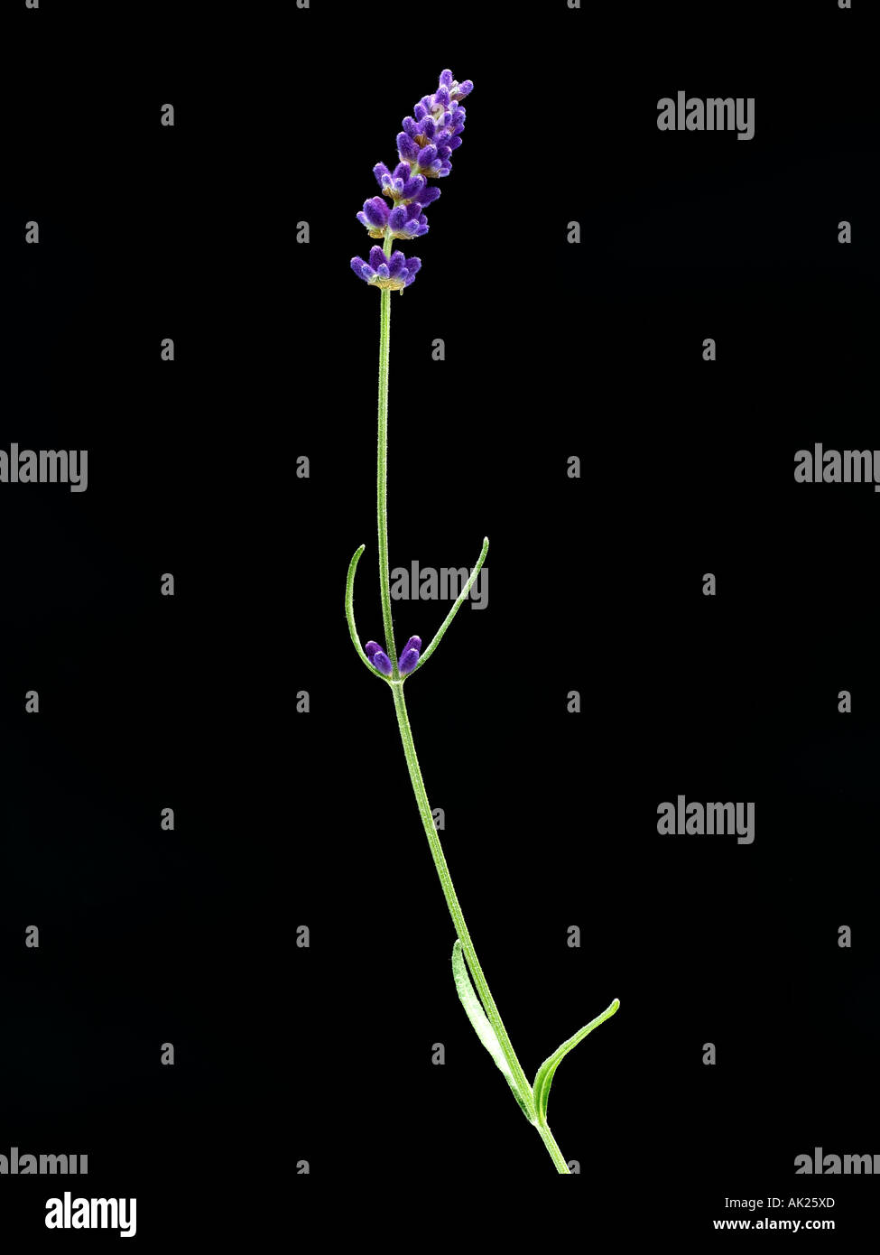 Lavender cut out hi-res stock photography and images - Alamy