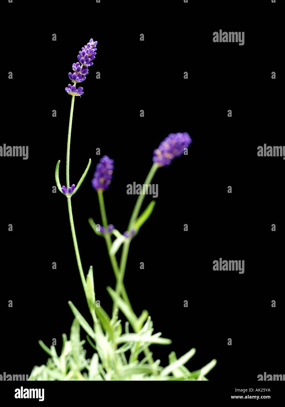 Lavender cut out hi-res stock photography and images - Alamy
