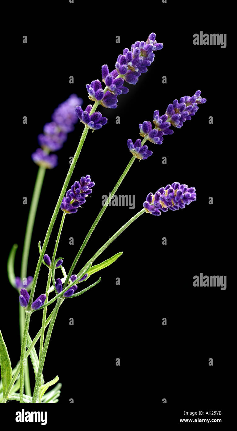 Lavender Flower Close Up