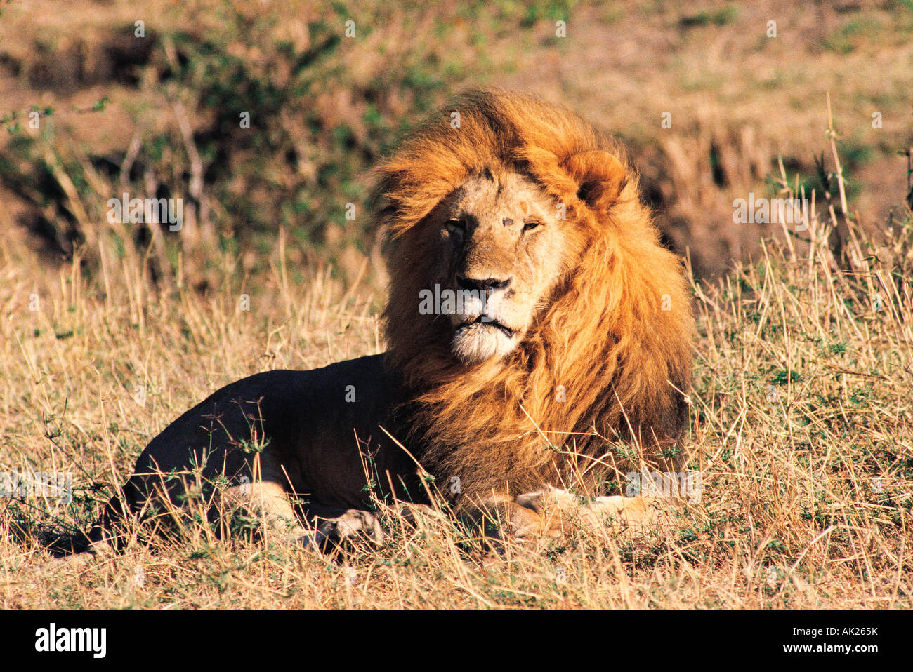 Botswana. Wildlife. Adult male Lion. Felis Leo Stock Photo - Alamy