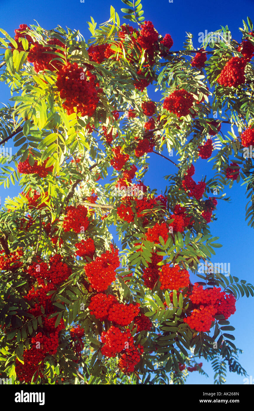 European rowans hi-res stock photography and images - Alamy