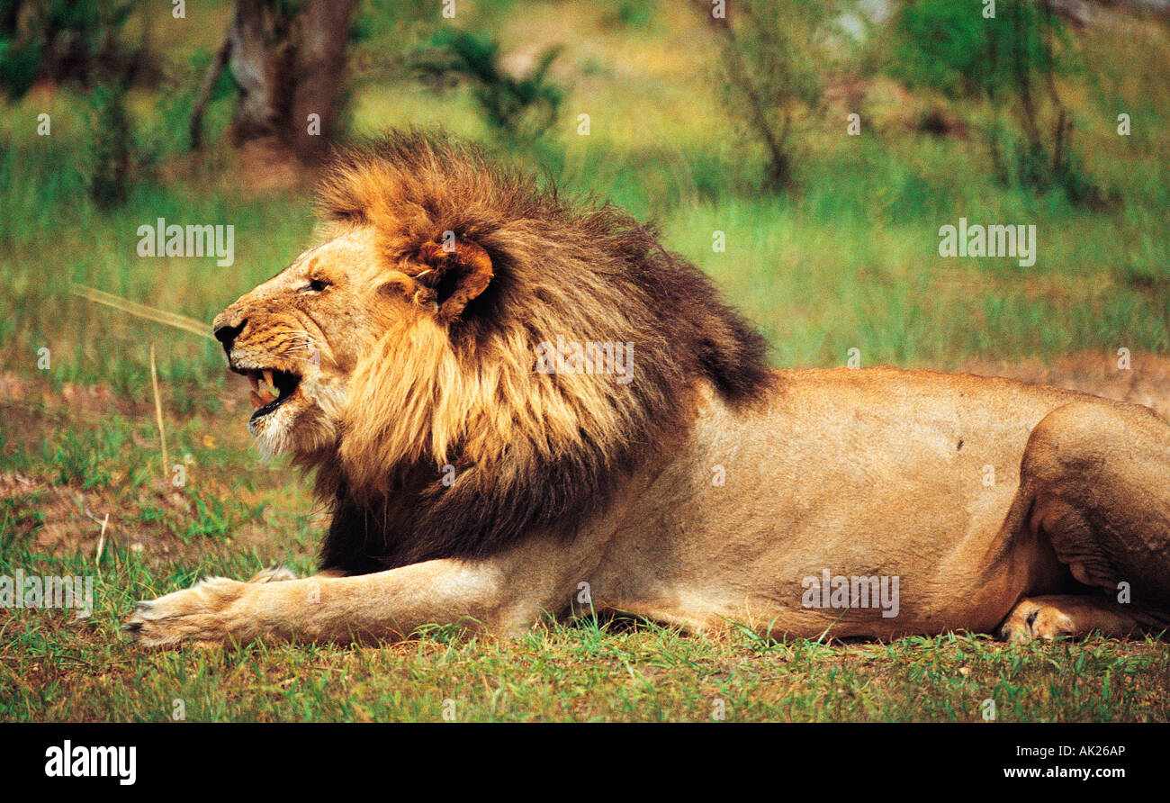 Felis leo lion hi-res stock photography and images - Alamy