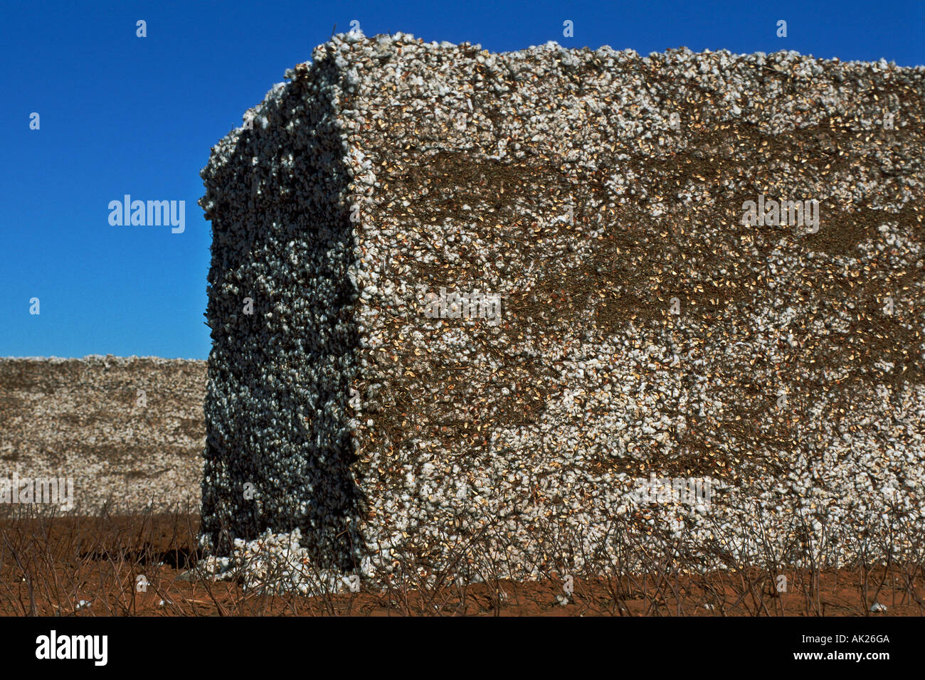 Cotton picking texas hi-res stock photography and images - Alamy