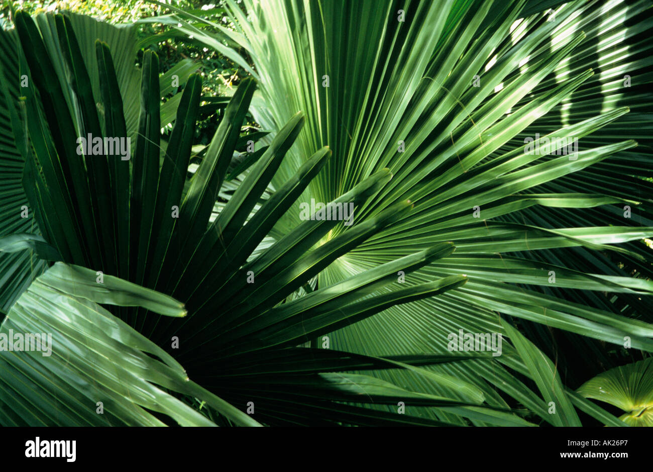 COSTA RICA CENTRAL AMERICA August Interleaved Palm leaves Stock Photo ...