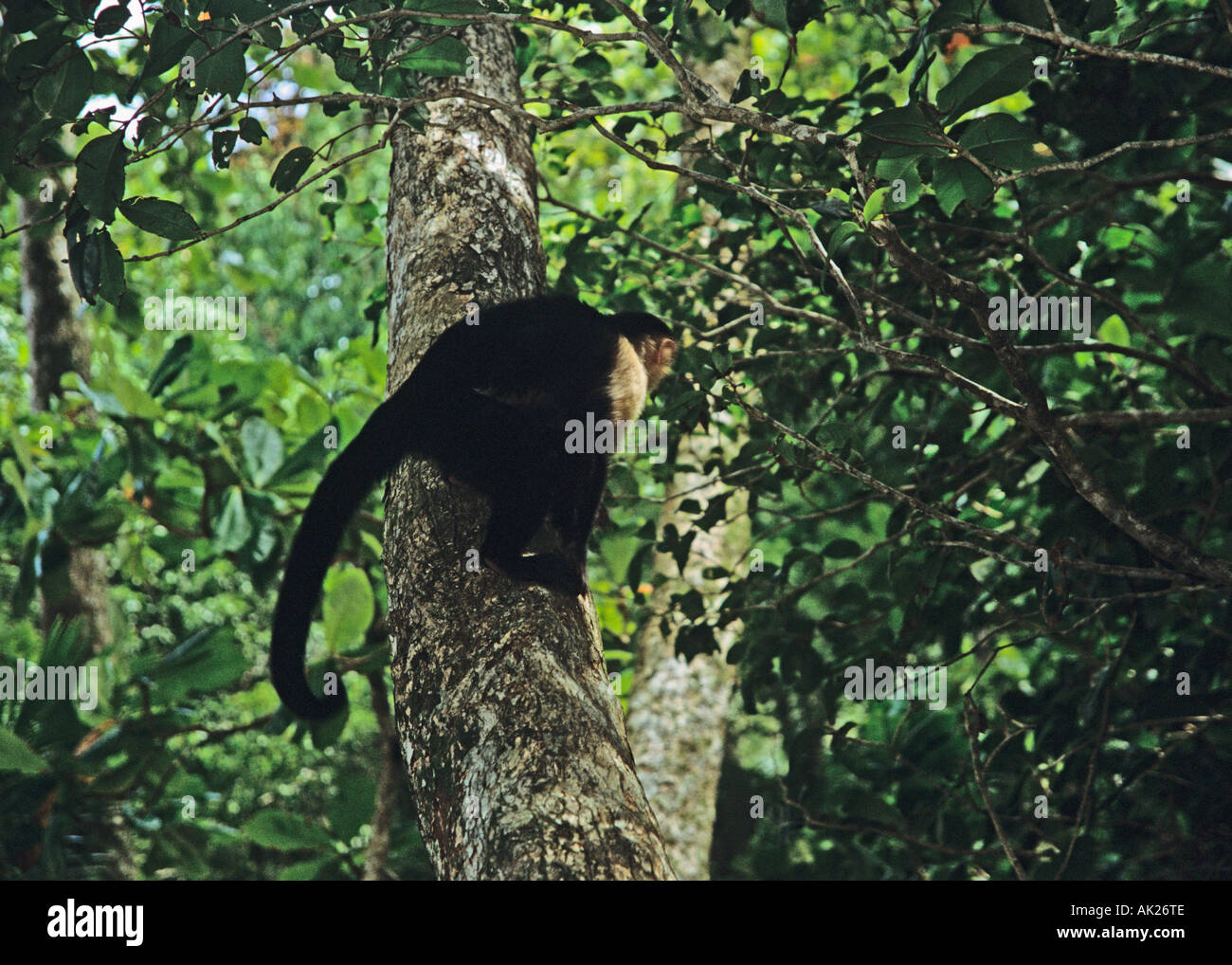 MANUEL ANTONIO COSTA RICA CENTRAL AMERICA August A White Faced Capuchin ...