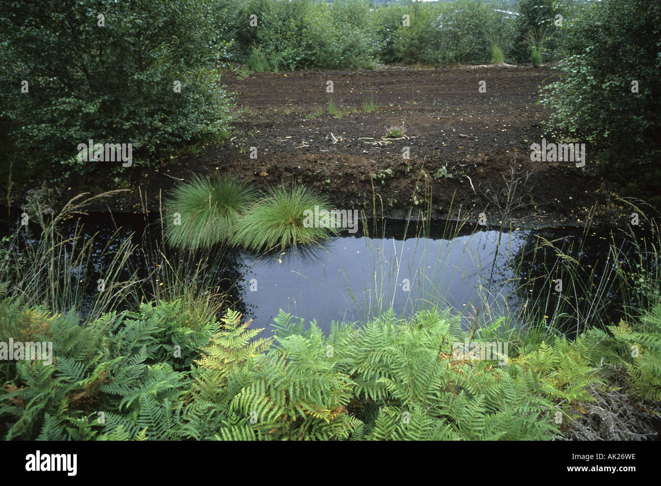 Sphagnum moss on Hatfield Moors Stock Photo - Alamy