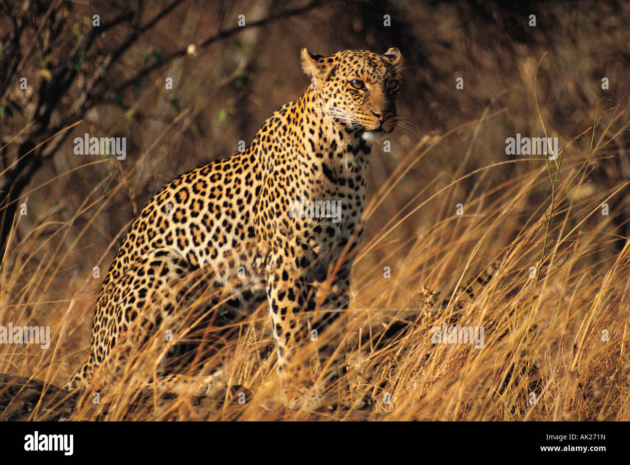 Wildlife. Female Leopard. Africa. Botswana Stock Photo - Alamy