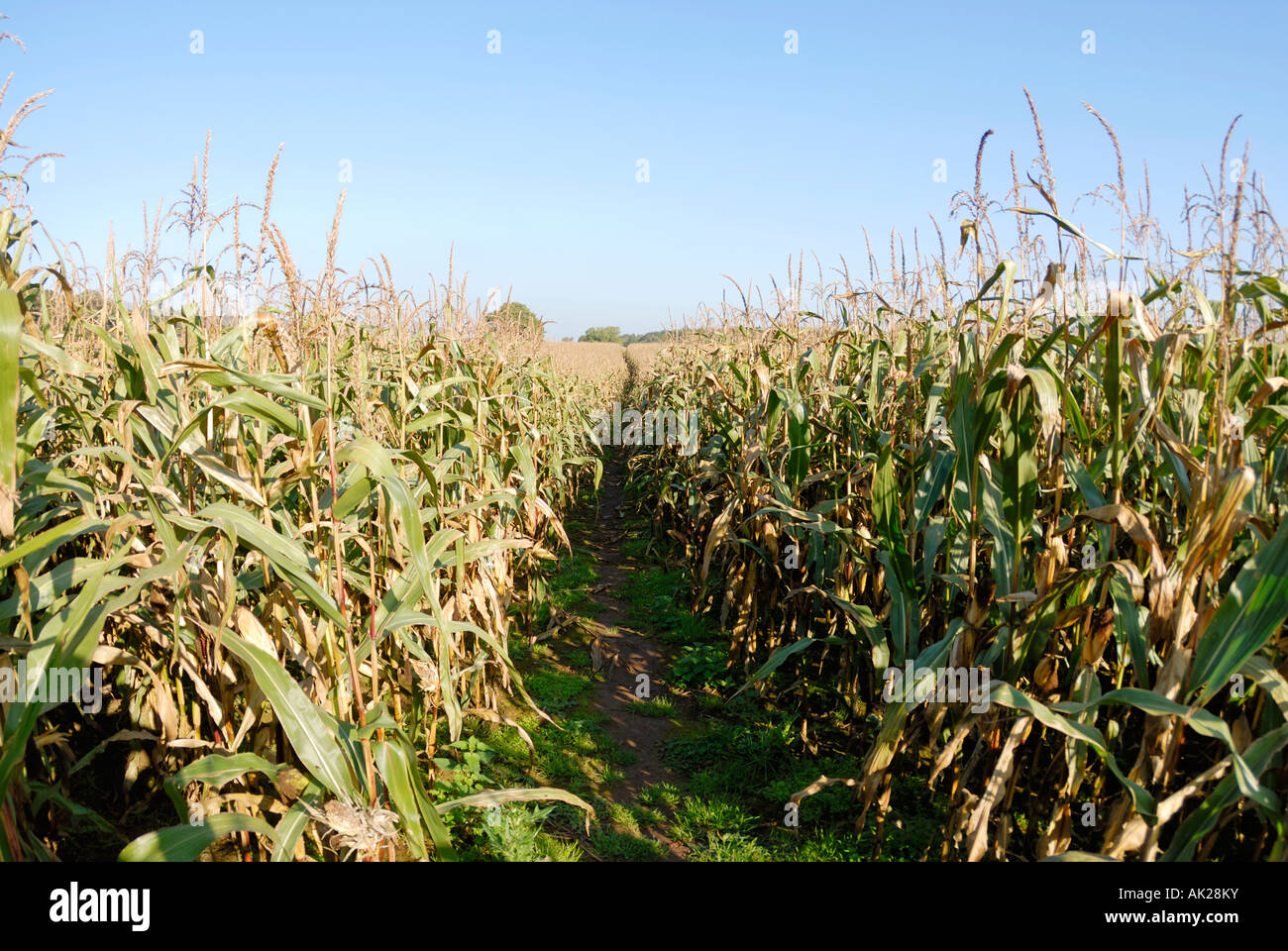 Path through maize hi-res stock photography and images - Alamy