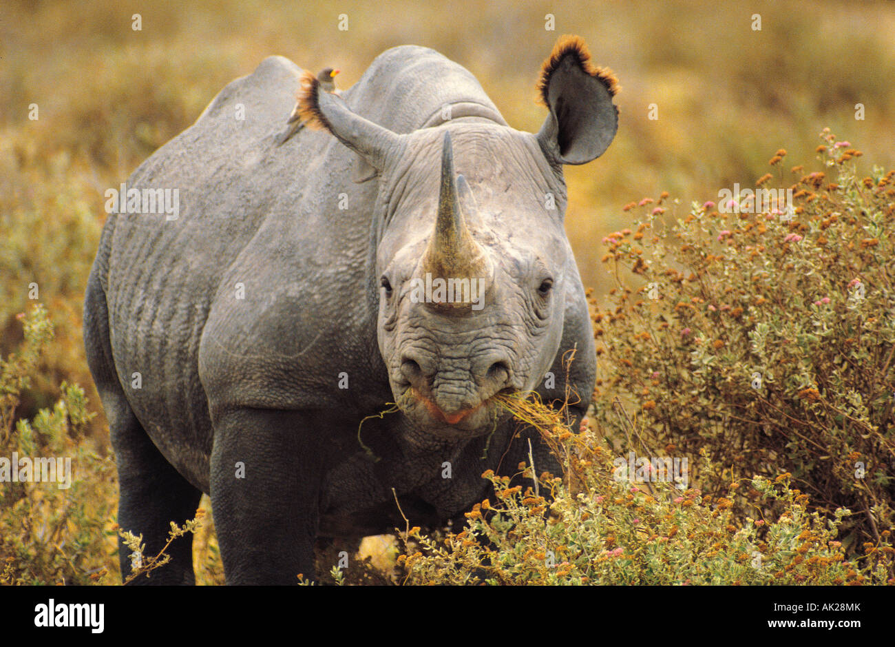 Rhino rhinoceros thick hide hi-res stock photography and images - Alamy