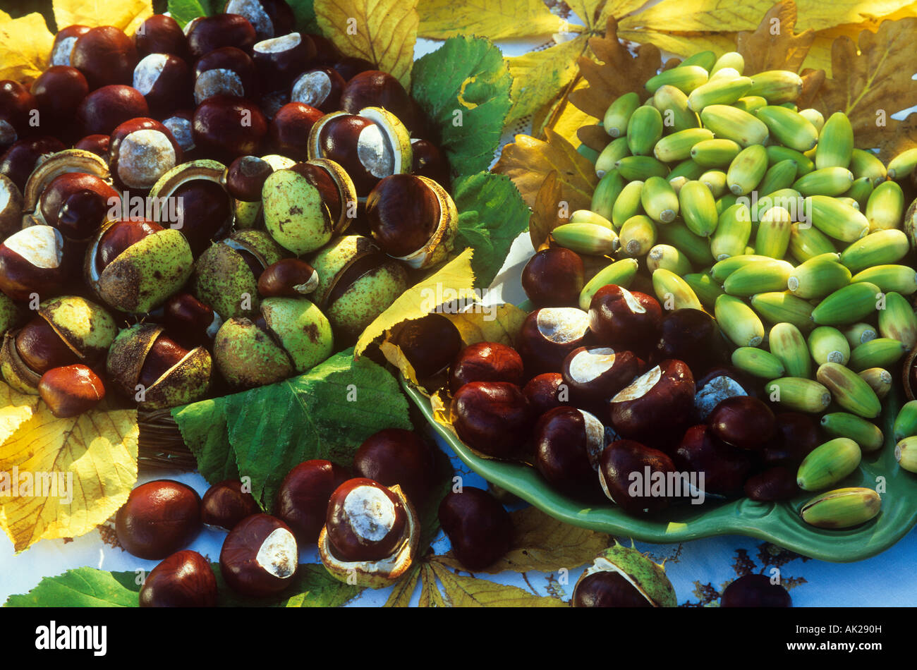 chestnuts and acorns Stock Photo - Alamy
