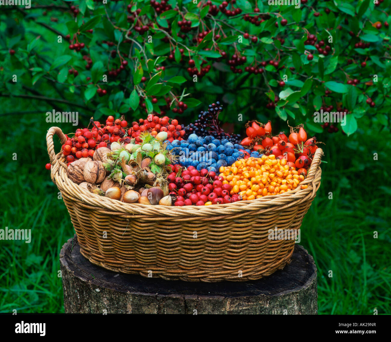 Berries basket hi-res stock photography and images - Alamy