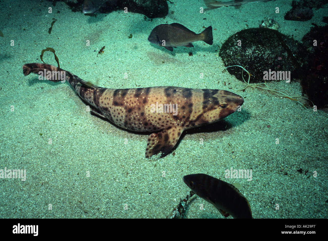 Swell shark Cephaloscyllium ventriosum is one of the few sharks to lay ...