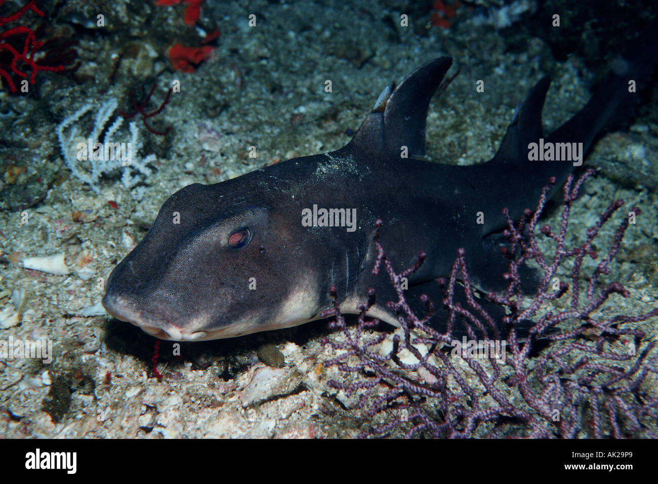 Mexican bullhead shark Heterodontus mexicanus rests during the day in ...