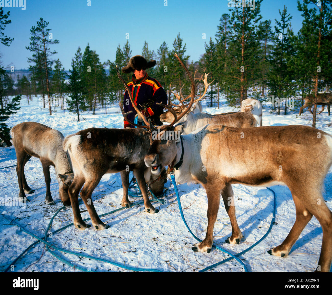 Man with Reindeer Stock Photo - Alamy