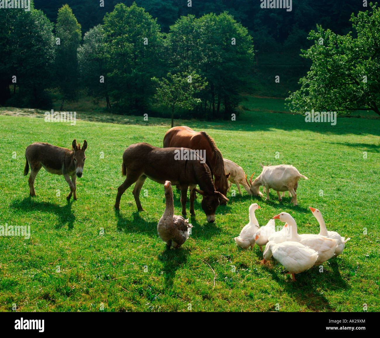 Farmyard group hi-res stock photography and images - Alamy