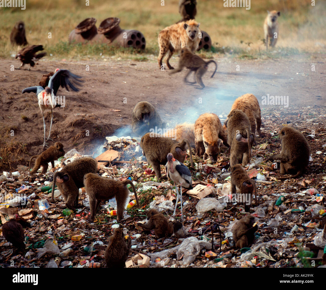 Animals at waste tip Stock Photo - Alamy