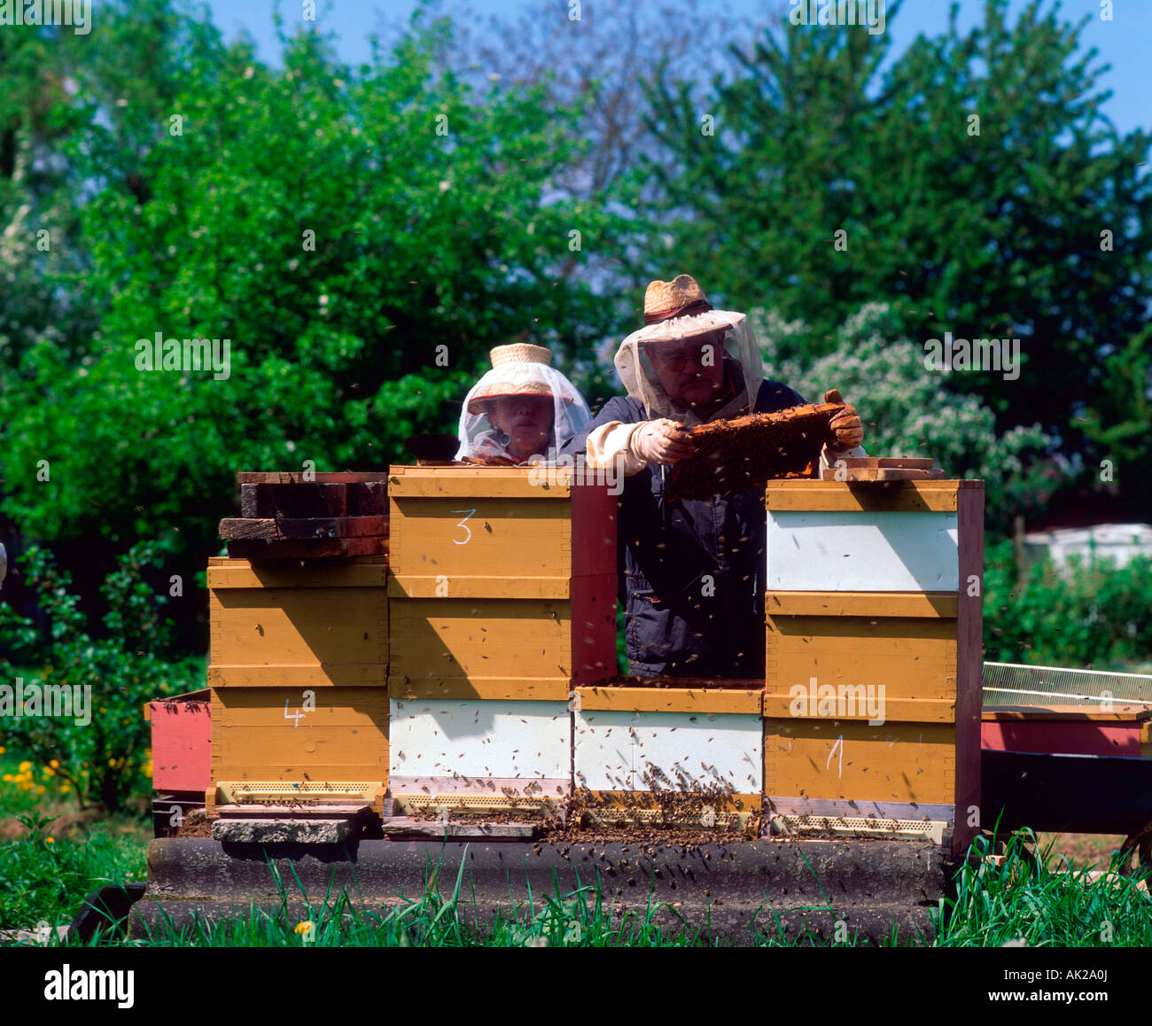 Open beehive hi-res stock photography and images - Alamy