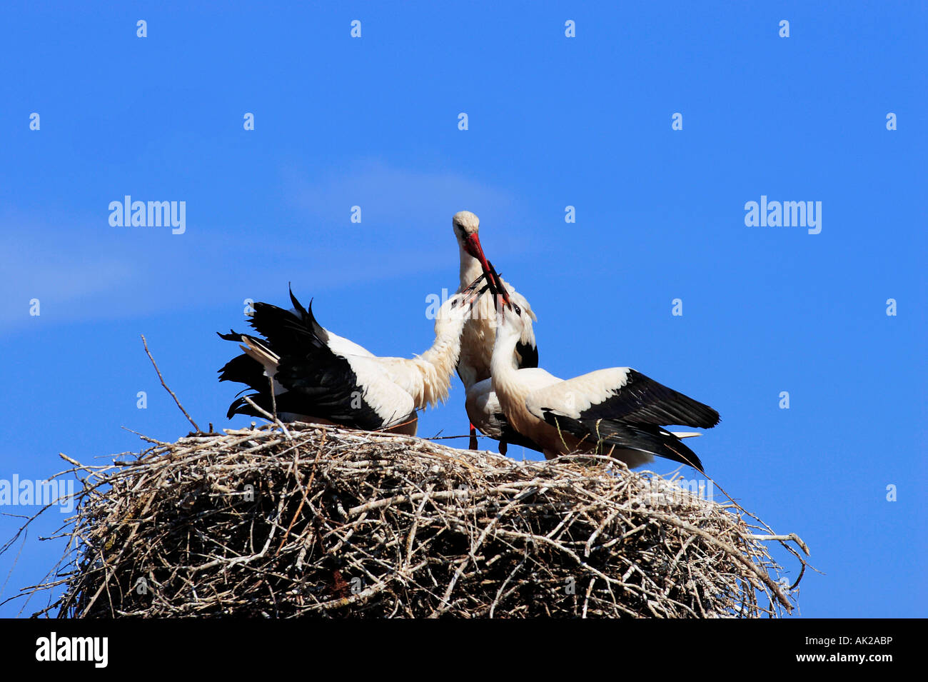 White stork feeding youngs at nest hi-res stock photography and images ...