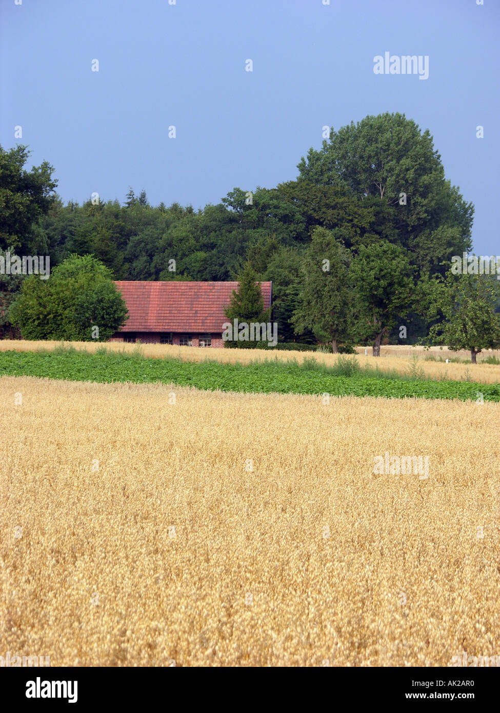 Oat field with farm Stock Photo - Alamy